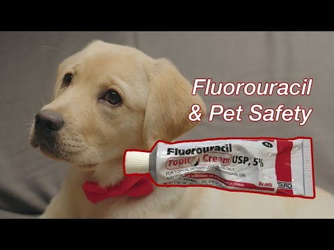 Fluorouracil and Pet Safety | How You Can Keep Your Pets Safe When Using 5-FU