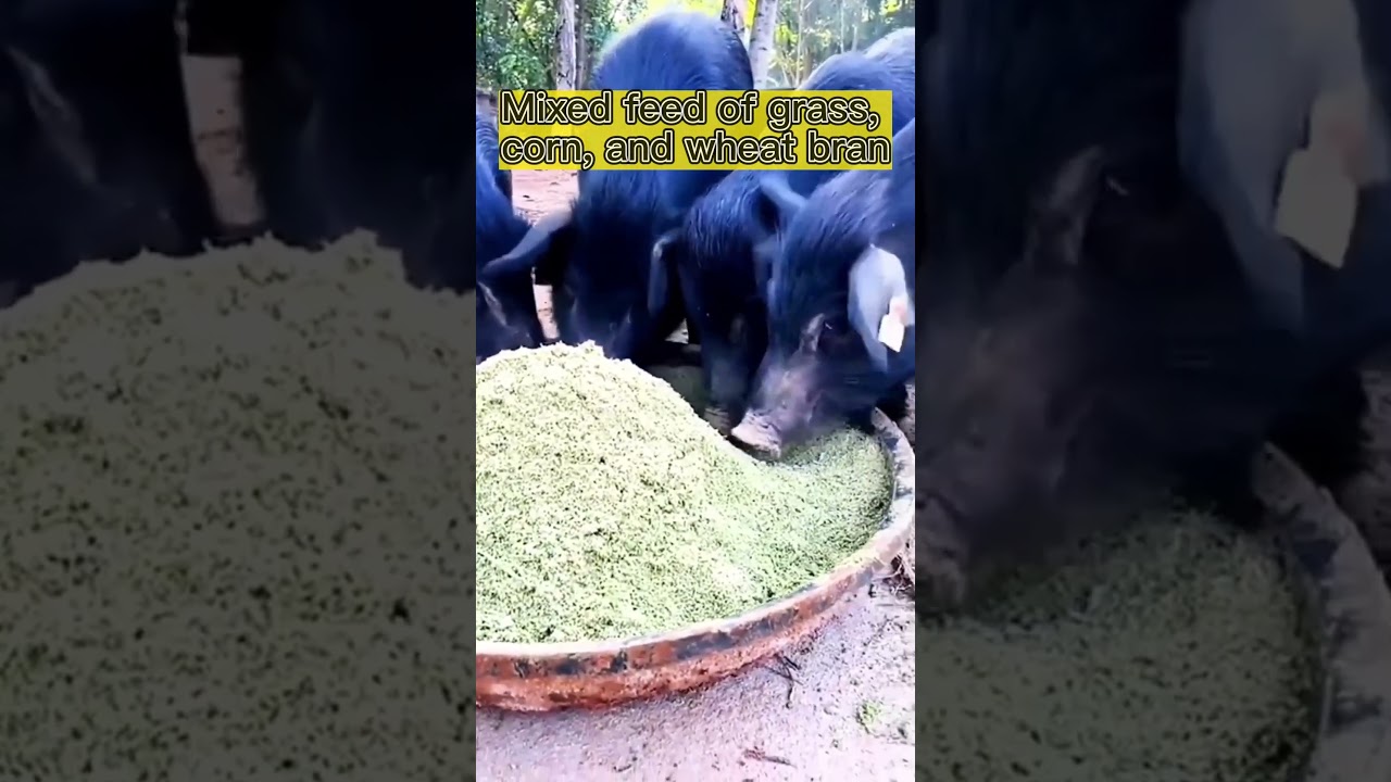 Cost Reduction in Pig Feed: Farmers Producing Feed Using Grass and Corn #pigfeed  #corngrinder