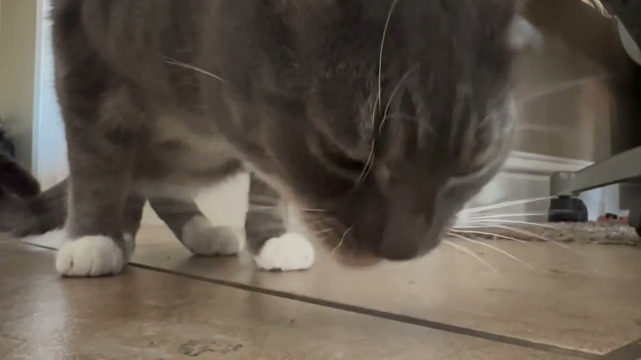 Week 1- Task 4 Assignment