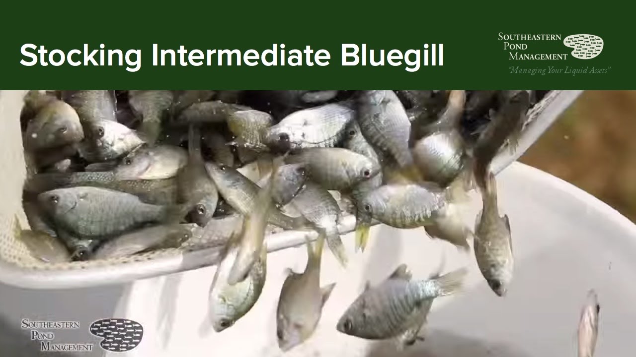 Stocking Intermediate Bluegill