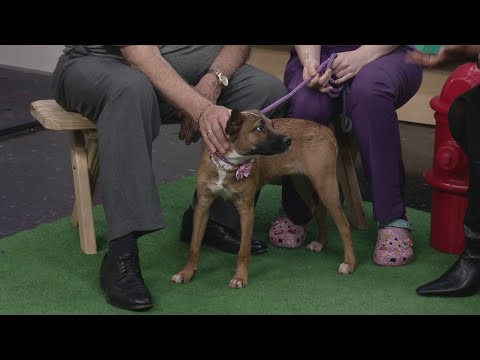 Ready Pet GO! Northeast Ohio SPCA visits 3News with Indiana Bones