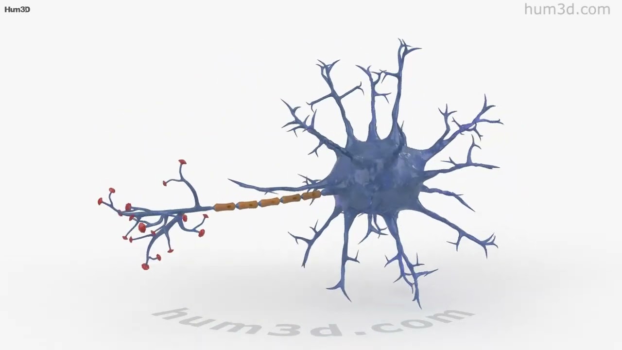 Neuron 3D model by 3DModels.org