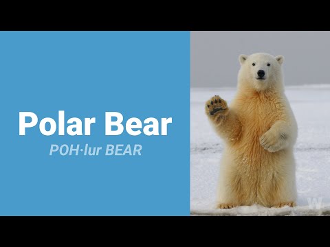 How to Pronounce Polar Bear?