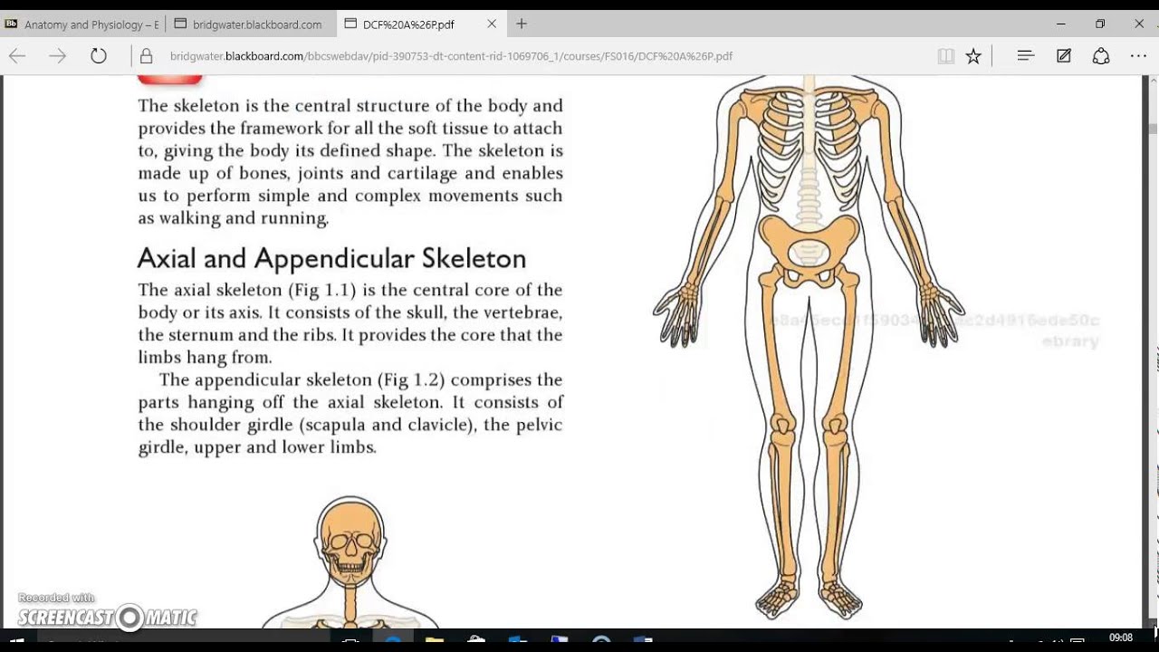 Anatomy Assignment 1 Format Video