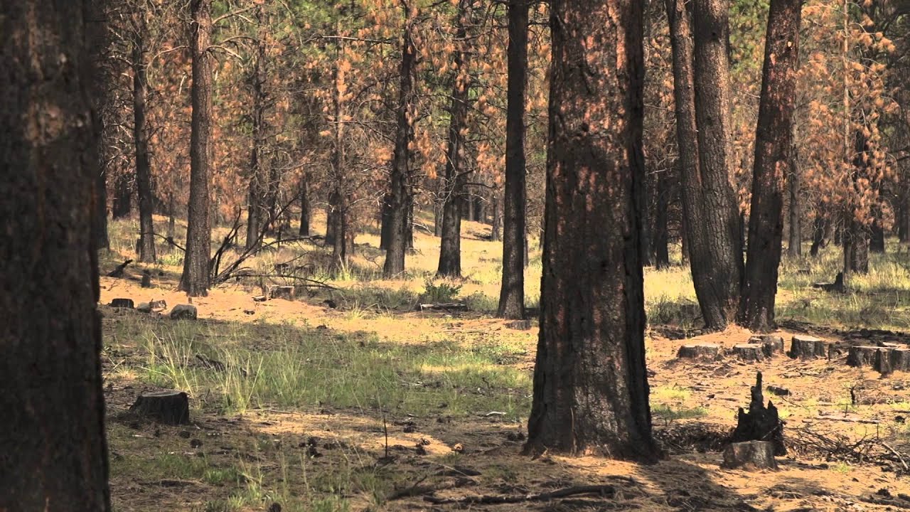 Deschutes Collaborative Forest Project