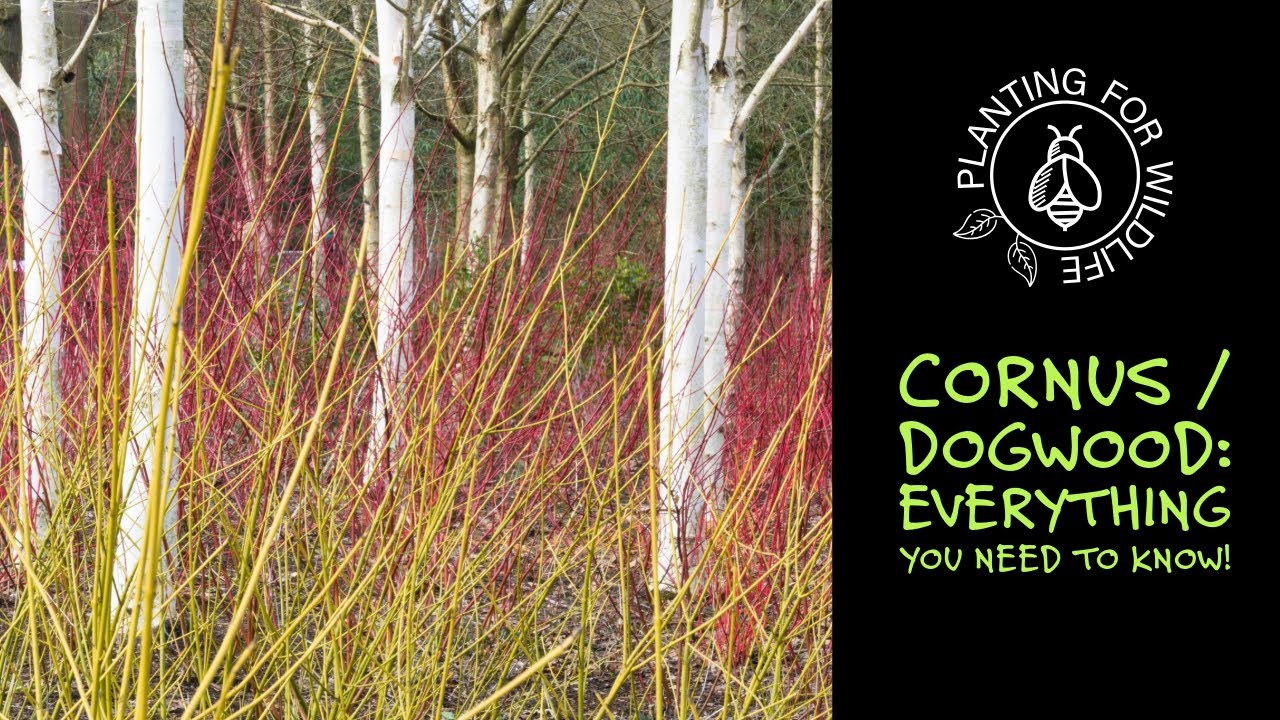 Cornus / Dogwood : everything you need to know!