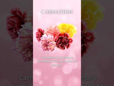 Carnation January Birth Month Symbolic Meaning is the primary birth flower💗 Click! Link!