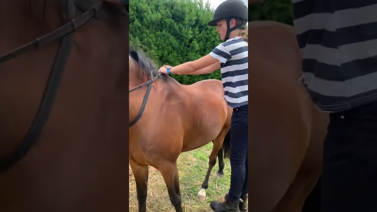 Me trying to Mount Cozzi ￼ Bareback￼