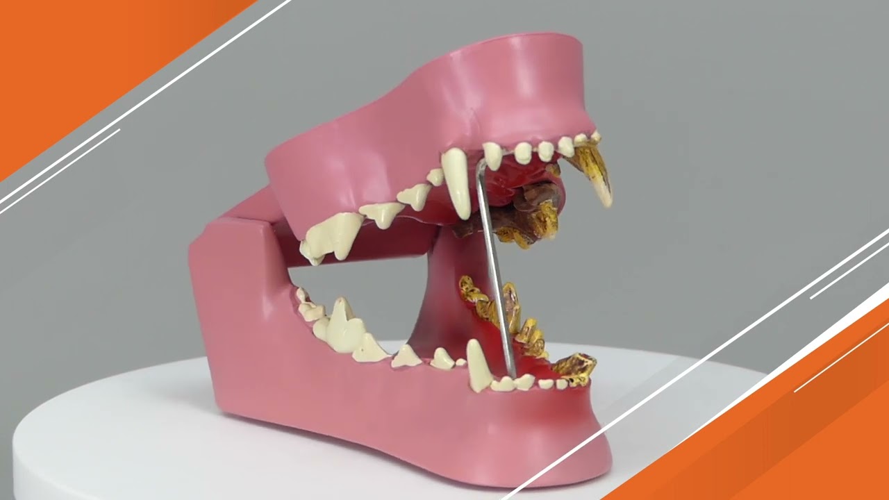 Canine Jaw with Pathologies | AnatomyStuff