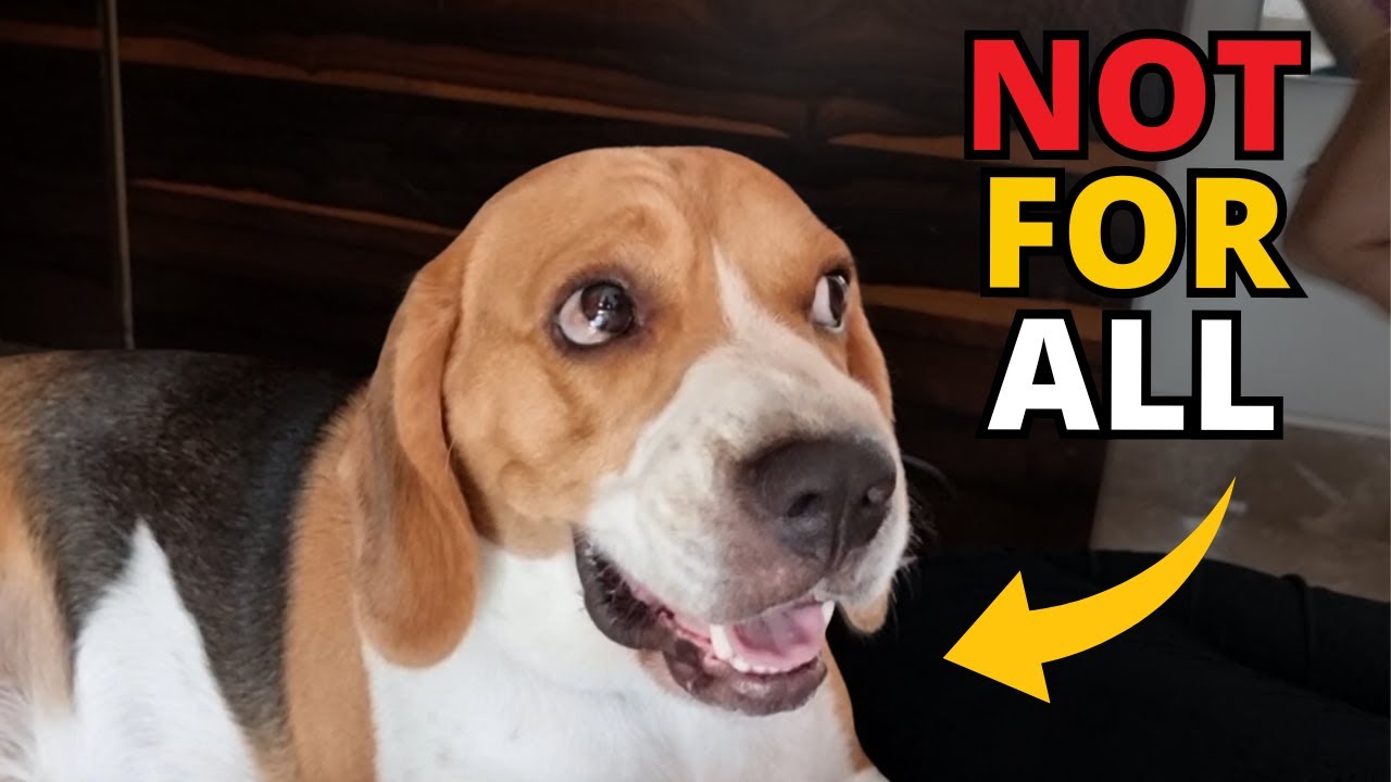 Why Beagles are the Worst Dogs?