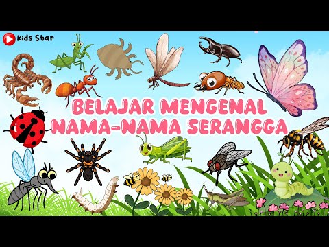 NAMA-NAMA SERANGGA - BELAJAR NAMA HEWAN SERANGGA INDONESIA - INGGRIS | NAMES OF INSECT LEARN ANIMALS