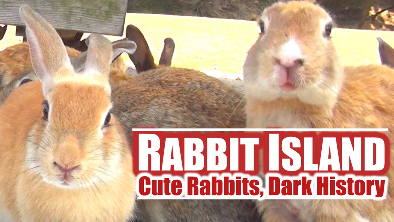 Japan's Rabbit Island: Cute Rabbits, Dark History | Abroad in Japan