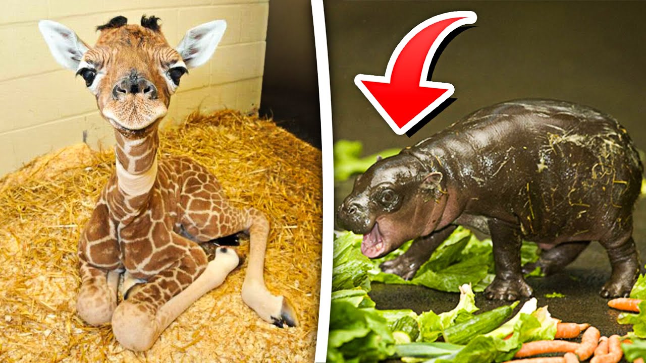 The Cutest Baby Animals That Will Steal Your Heart | Wild World Official1