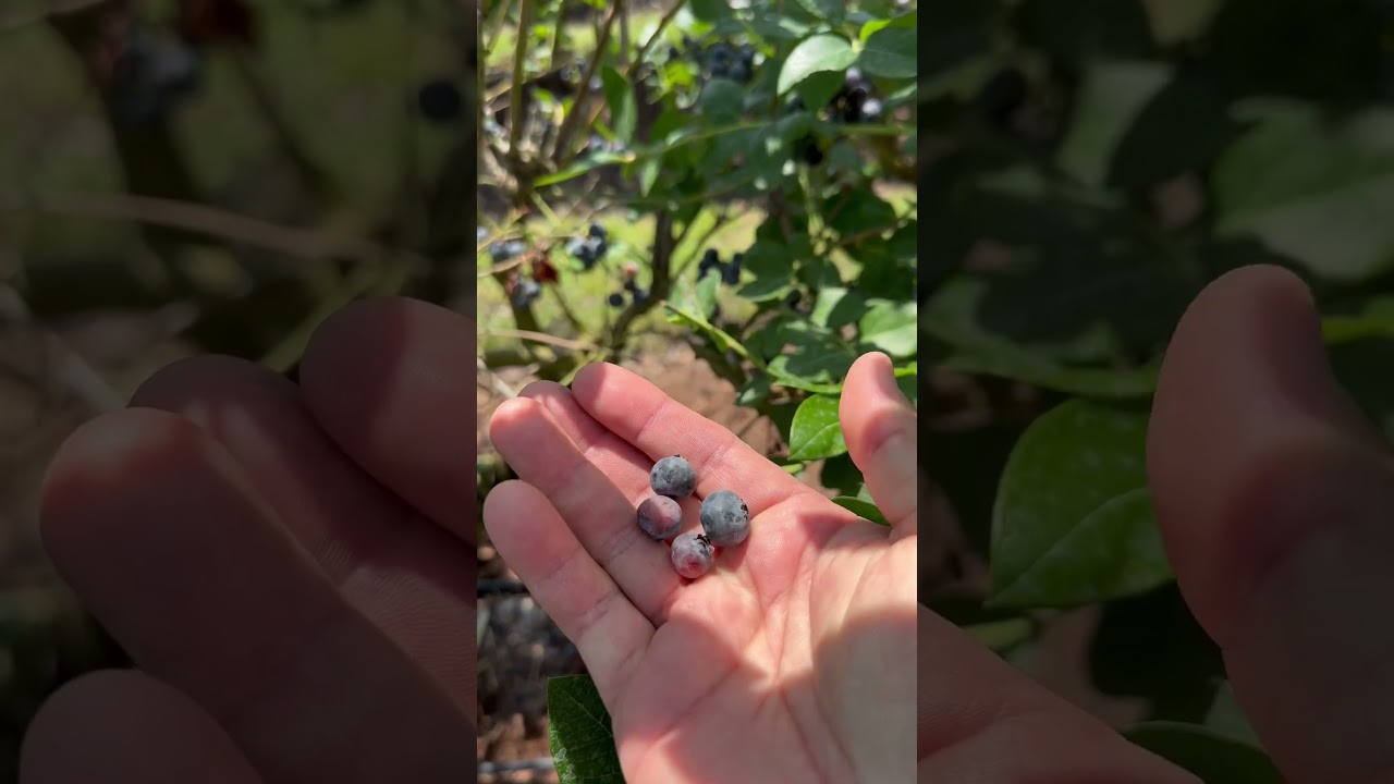 Picking Blueberries 🫐🫐 #nature #chill