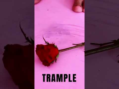Trample Meaning | Trample Meaning in Hindi | One Minute English #shorts
