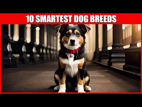 The 10 Most Intelligent Dog Breeds: Is Your Pup on the List?