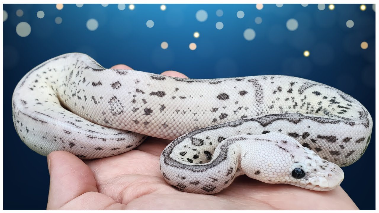 AWESOME Axanthic Clown Combo!