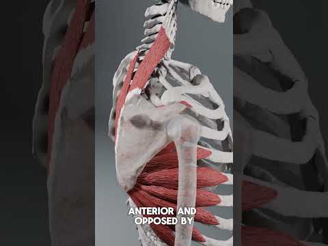 Immobile scapula shoulder pain #shoulderpain #scapula #biomechanics #serratusanterior #rhomboids