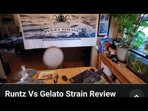 Runtz Vs Gelato Strain Review
