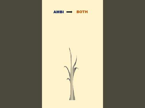 ROOT WORD-AMBI #shorts #shortvideo #youtubeshorts #viral #viralvideo #trending #english #shortsfeed