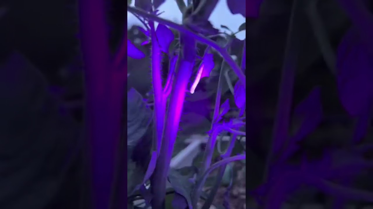 Did you know about this blacklight flashlight trick for finding #hornworms in the #garden? #hornworm