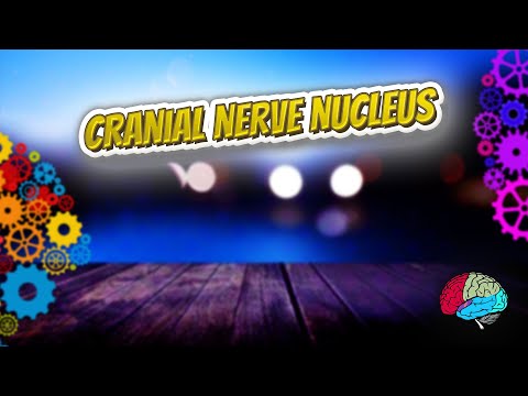 Cranial nerve nucleus - Know It ALL πβ