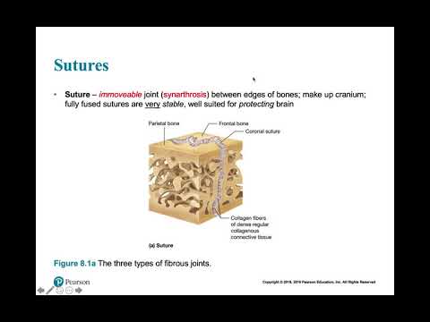 INTRO TO JOINTS & FIBROUS JOINTS