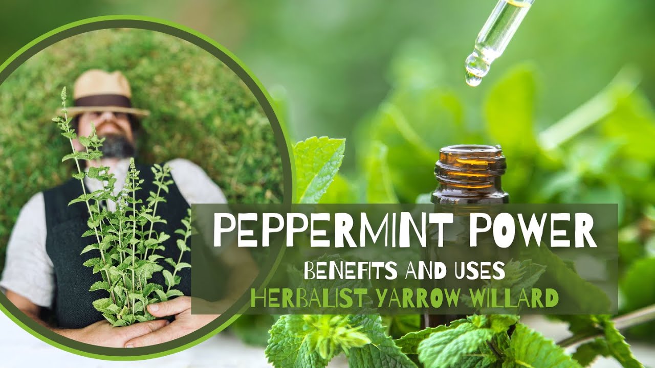 Peppermint Power | Benefits and Uses | Herbalist Yarrow Willard