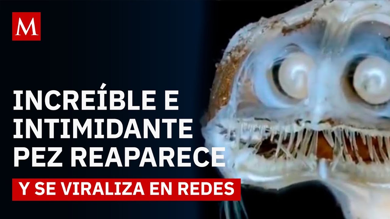 Real or fiction? The 'telescope fish' shocks the world and creates confusion on social media.