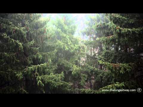 Trees and wind