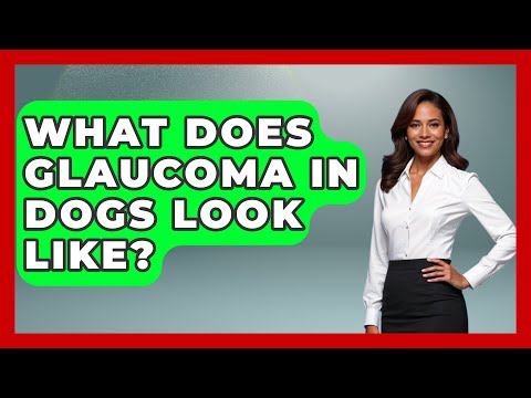 What Does Glaucoma In Dogs Look Like? - Optometry Knowledge Base