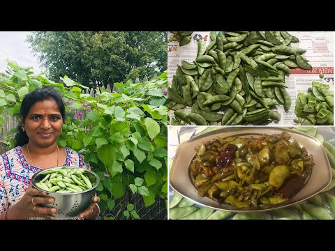 Indian Broad Beans Fry recipe | How to cook broad beans | Fava Beans recipe | Avarakkai Poriyal