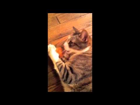 Introducing, Yoshi the Cat | Live. Love. Blog