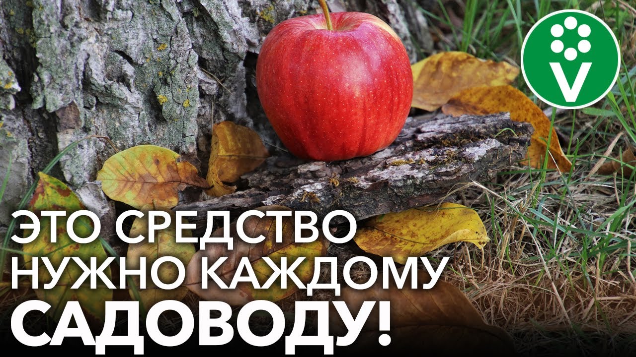 Чем обработать плодовый сад осенью без химии? Триходерма - уникальный ...