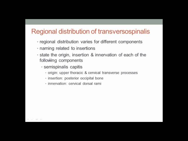 Understanding the Transversospinalis Muscle Group: Components and ...