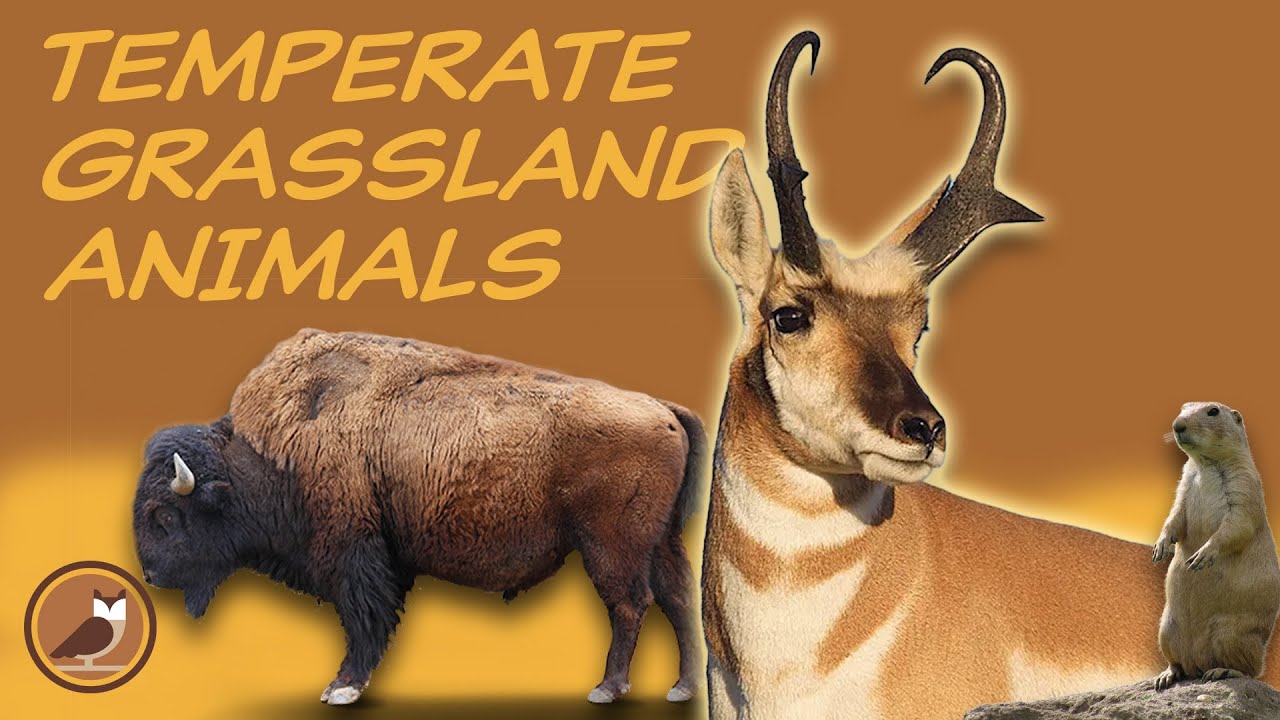 Animals of the Temperate Grassland Biome 🦊 Red Fox, Prairie Dog, Bison, Hares
