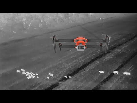 Thermal Drones for Hog Hunting - First Video Ever?