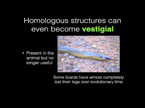 Divergent vs Convergent Evolution