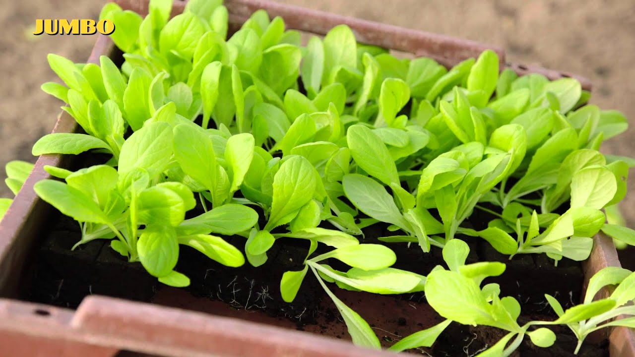 Sla maken? Bekijk onze sla recepten | Jumbo