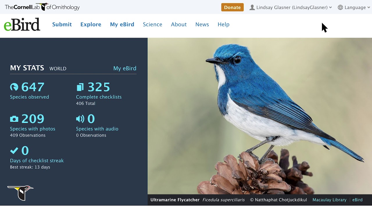 Explore My eBird and Profiles - eBird Essentials