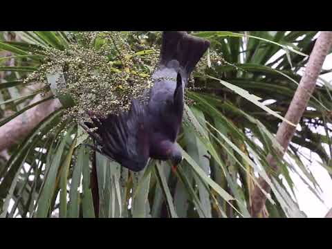 Wellington Cable Car - New Zealand's first bird safe building
