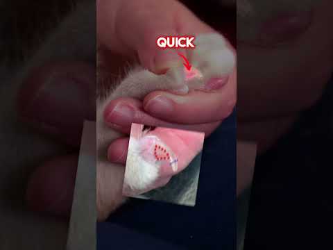 How to trim a cat’s nails! #veterinarymedicine