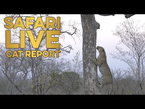 Cat report: 24 - 30 June