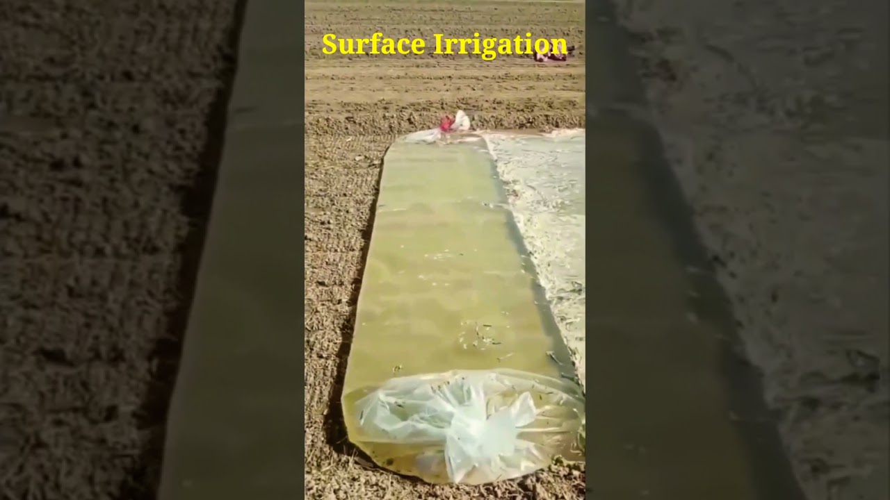Surface Irrigation 🤘👌#shorts #meghachatur