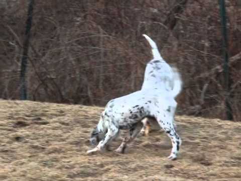 The Llewellin kids playing after our long work day – PAINT RIVER SETTERS