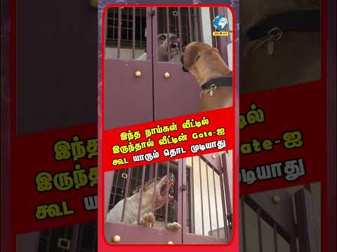 இந்த நாய்கள் வீட்டில் இருந்தால் வீட்டின் Gate-ஐ கூட தொட முடியாது | Bully Kutta Dogs-Part 1