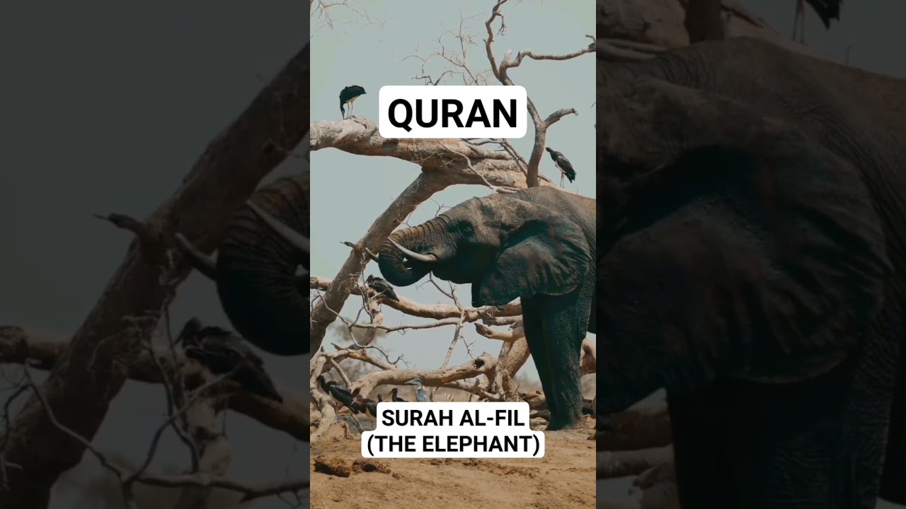 Surah Al Fil the Elephant Urdu Translation