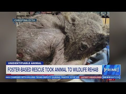 Is it a dog or a coyote? Rescue awaits DNA results to identify emaciated animal | NewsNation Prime