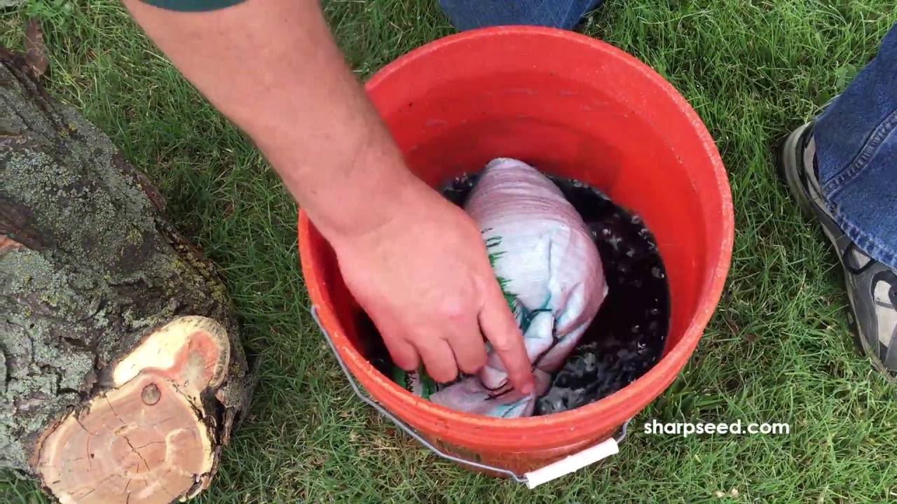 Establishing Buffalograss: Presoak & Planting