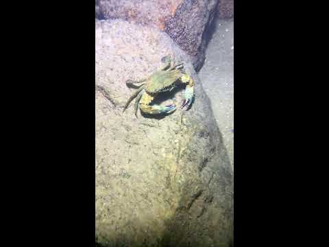 I catching seafood on the seafloor. Look what I caught.-Z626#fishing #ocean #deepsea #beach